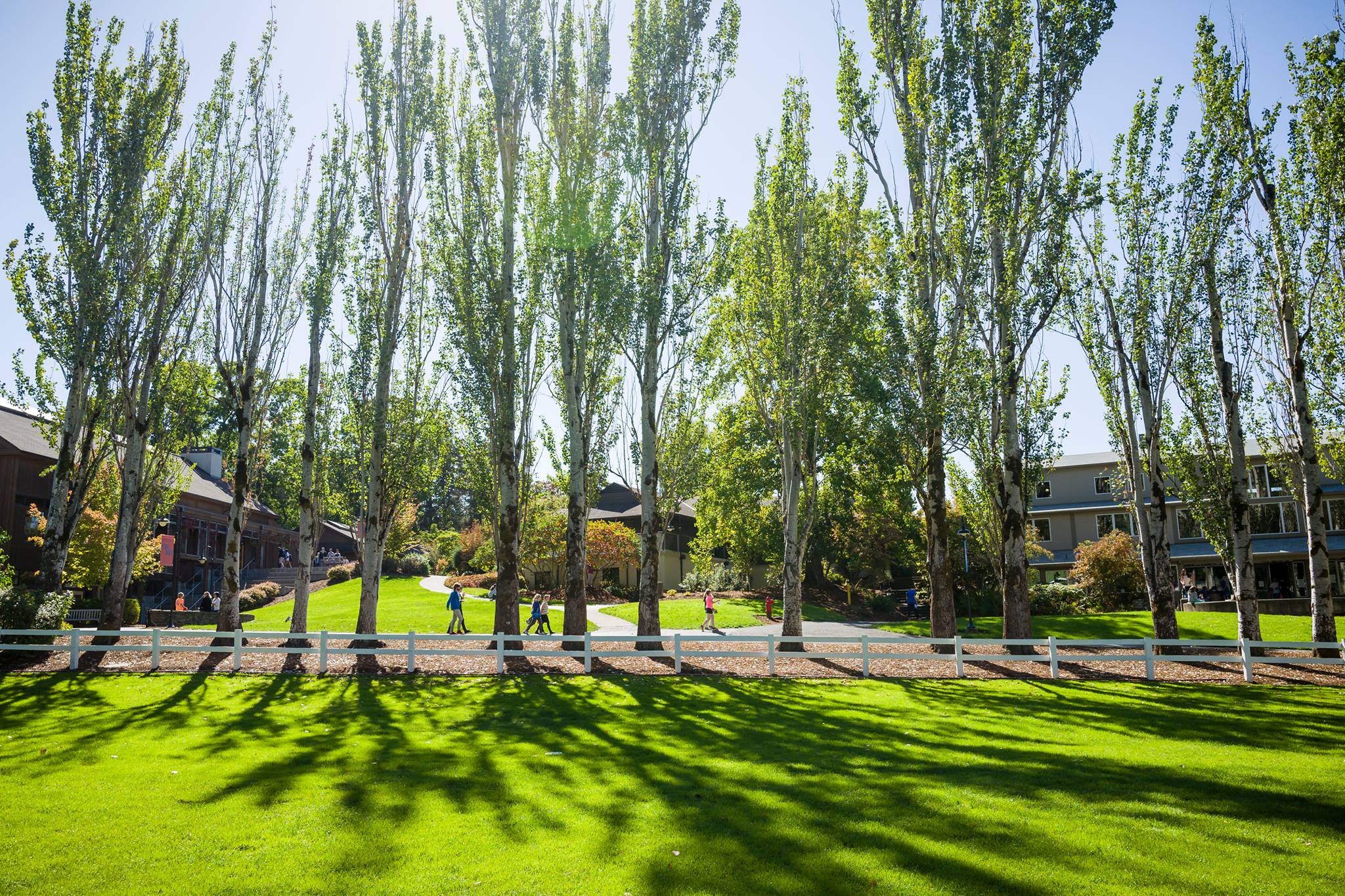 Catlin Gabel School | Paper Pinecone